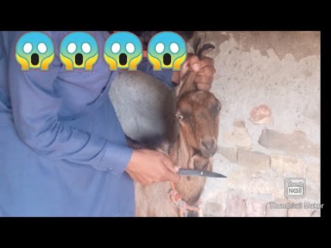 bakra zibah krty hoy 😱😱😱 - YouTube