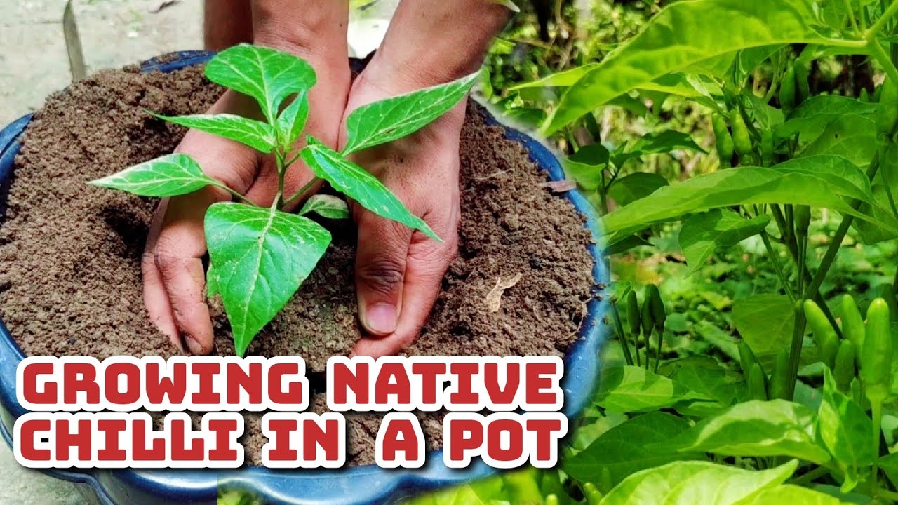 How To Grow Native Chilli In A Pot | Paano Magtanim ng Sili sa mga Paso ...