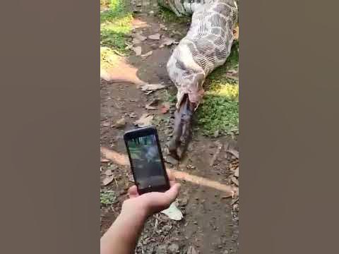 Giant Snake Swallow a Goat - YouTube