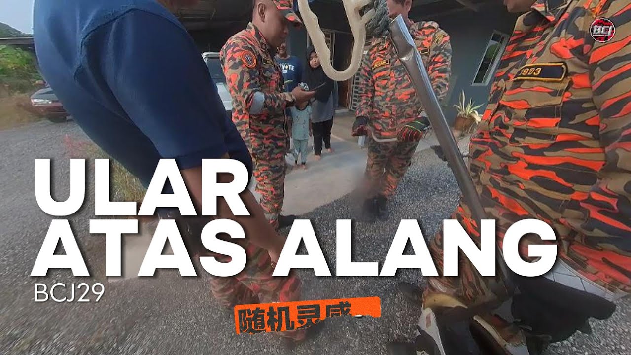 Ular Atas Alang | BCJ29 • The Ultimate Guide to Fire Fighters - YouTube