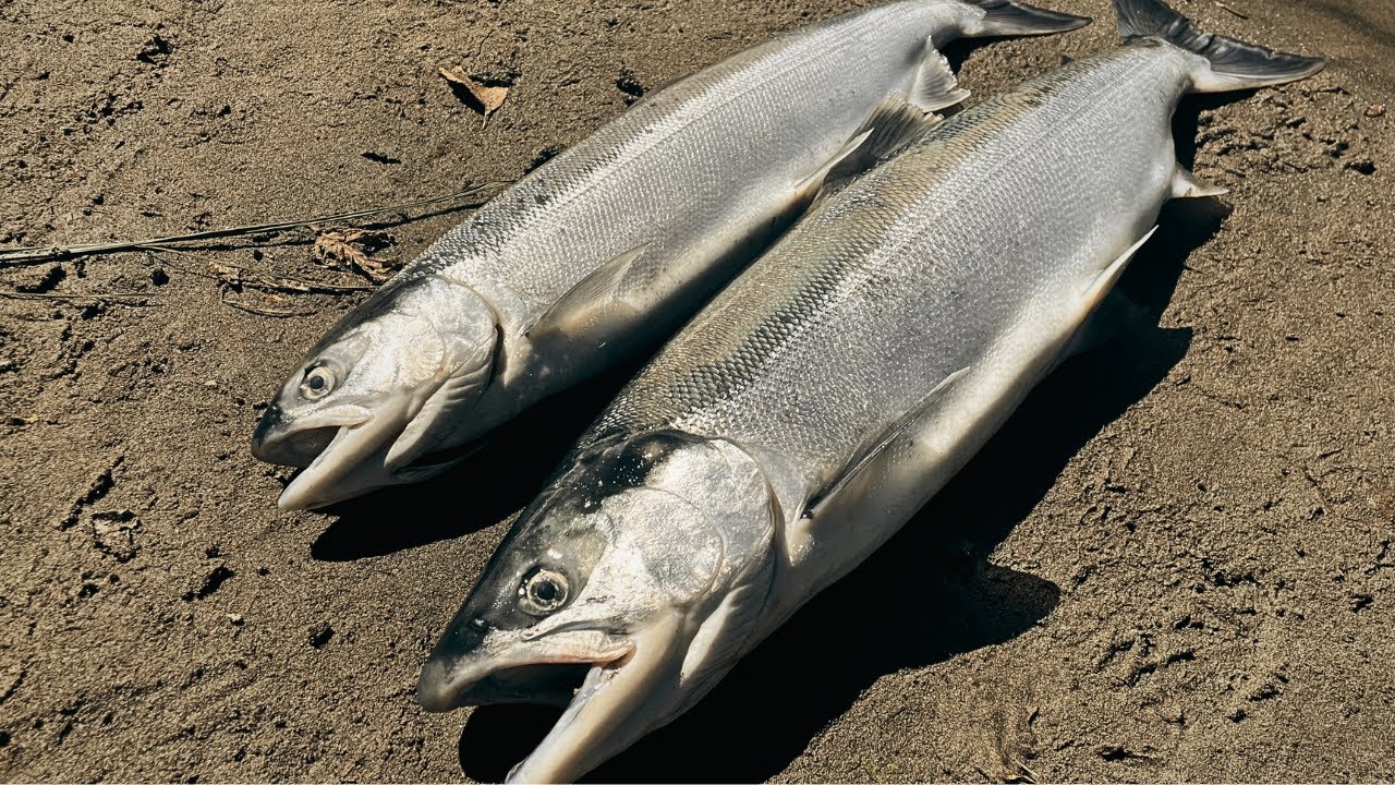 River Fishing for Sockeye Salmon in Washington State! (Catch n’ Cook ...