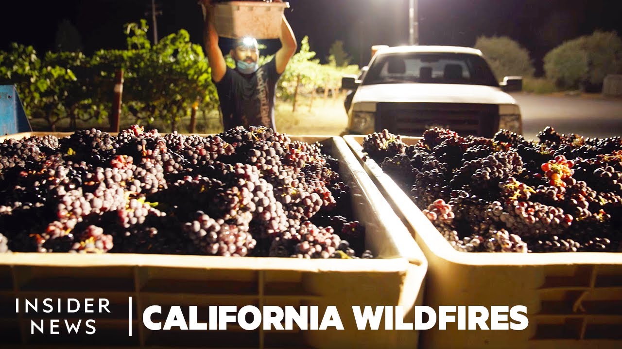 Vineyard Workers Race Overnight To Save Grapes From Approaching Fires ...