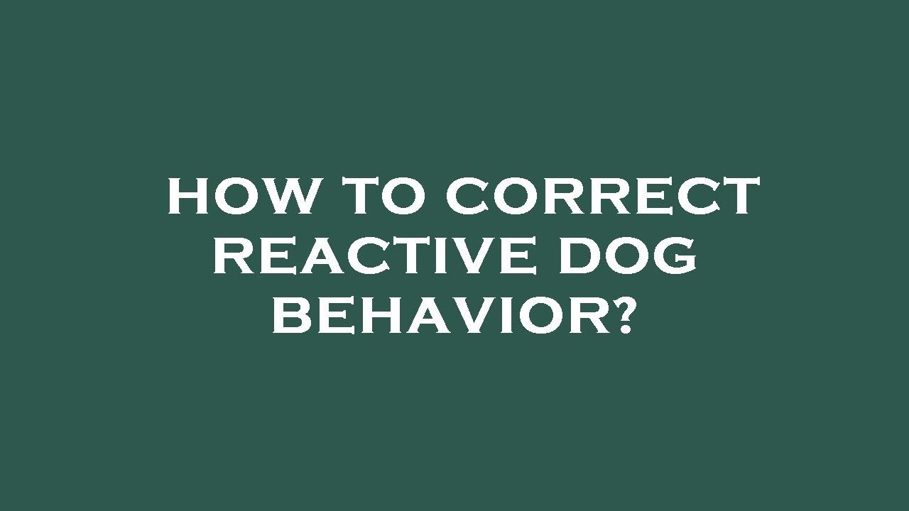 How to correct reactive dog behavior? - YouTube