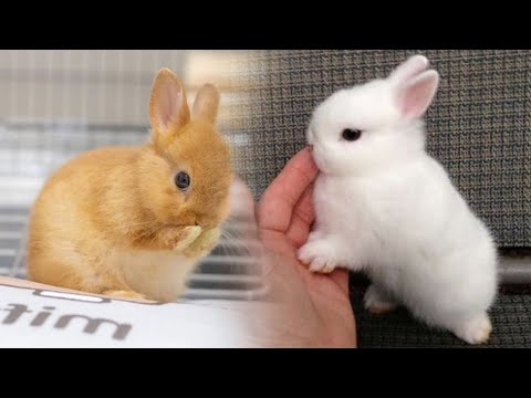Funny and Cute Baby Bunny Rabbit Videos Compilation