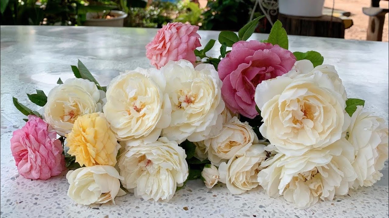 Guardian Angel Rose กาเดี้ยนแองเจิล #กุหลาบเลื้อยสีขาว - YouTube