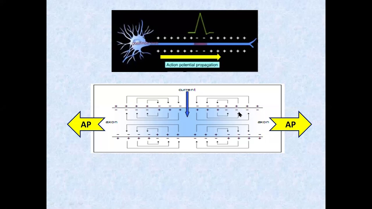 MR - Session 4 - Lecture 2 - Electrical Excitability - YouTube