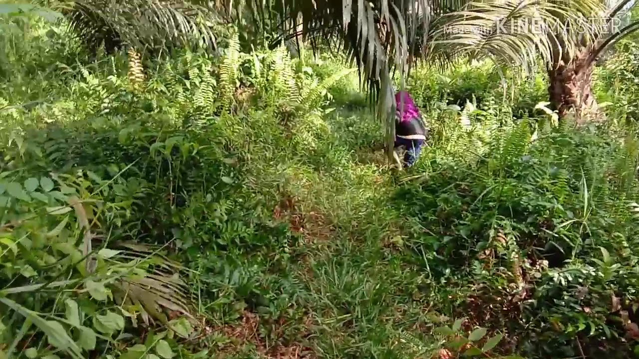 Perawatan piringan pasar pikul manual - YouTube