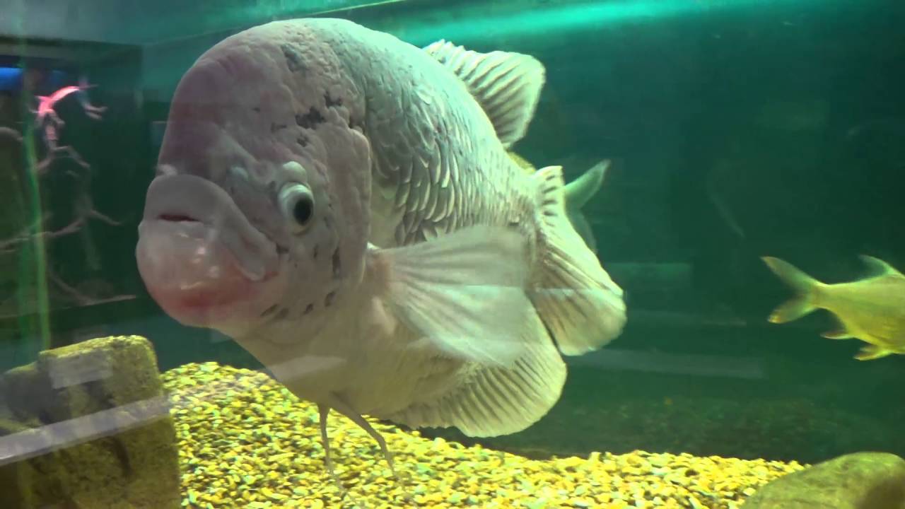 PETS CORNER HARLOW BIG FISH AND MORE - YouTube