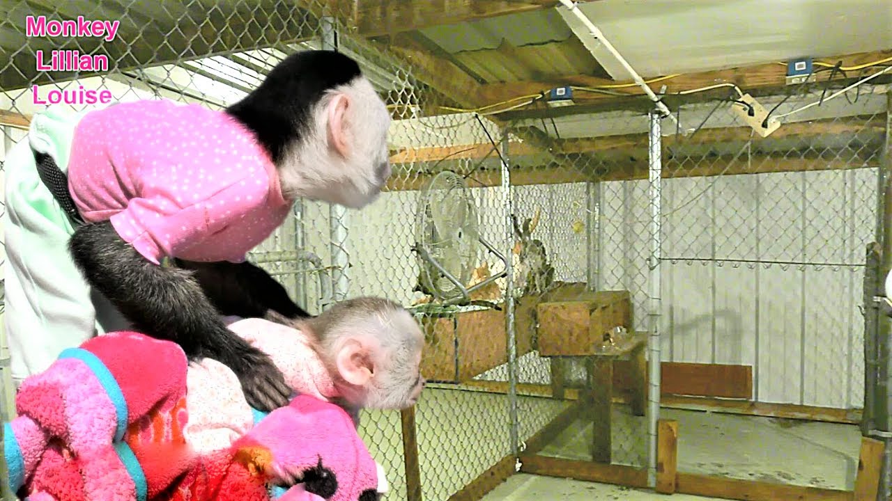 Rescue Facility Hose Down | Capuchin Monkey | Pet Monkey - YouTube