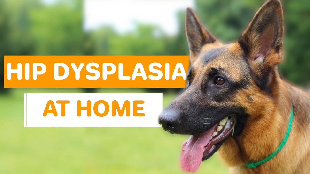 How To Treat Your Dog’s Hip Dysplasia at Home - YouTube