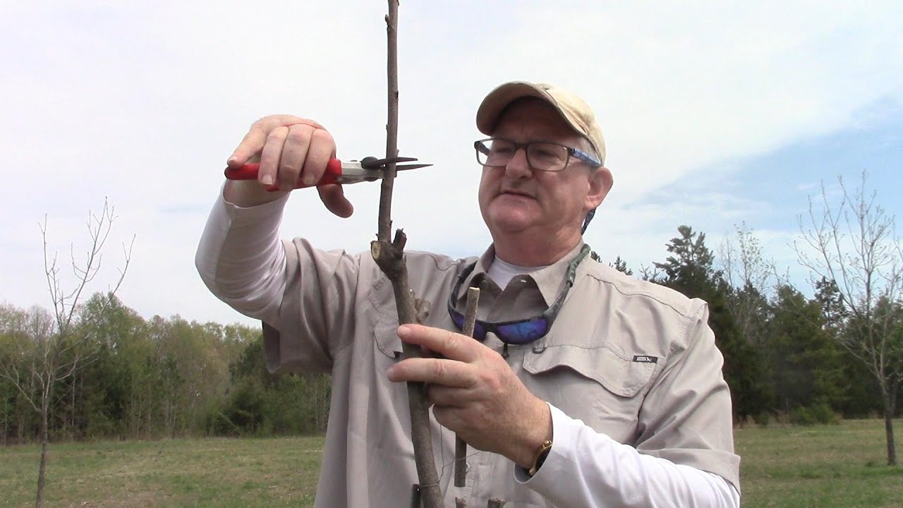 How to graft pecan trees - YouTube