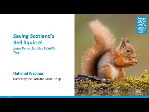 Saving Scotland's Red Squirrel - YouTube