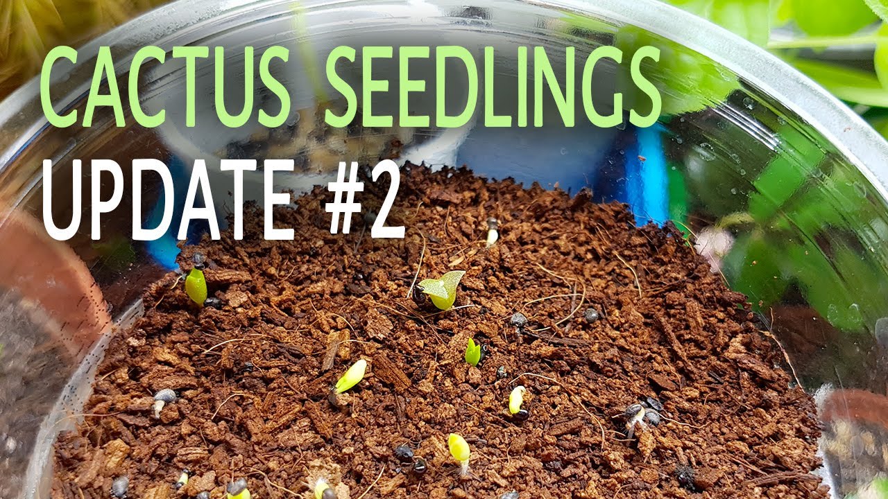 Cactus Seedlings Update #2 - 17.06.2017 - YouTube
