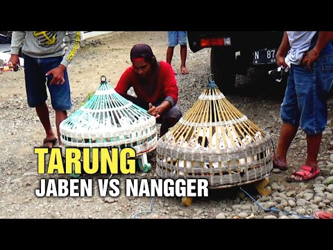 jeben vs nangger keseruan totta'an merpati endemik pajer