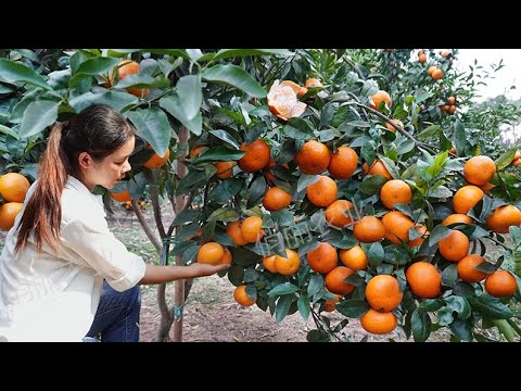 Amazing Chinese Tangerine farm | Tangerine garden | Tangerine farm ...