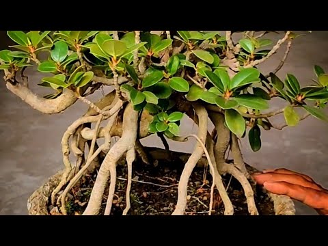 বনসাই চায়না বটের ঝুরিমূলের বিন্যাস //Aerial Root Treatment of Bonsai ...