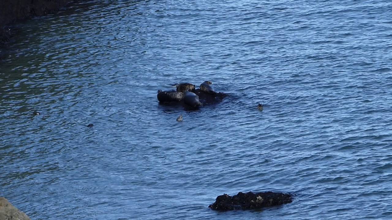 160826 Grey Seals in Angel bay, Little Orme, North Wales - YouTube