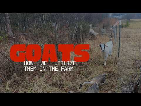 Using Goats to Clear Fence Lines & Fix Our Pasture | Dairy Goats