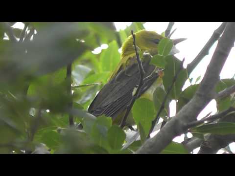 Golden Oriole, Porth Hellick, Scilly, 25/05/12