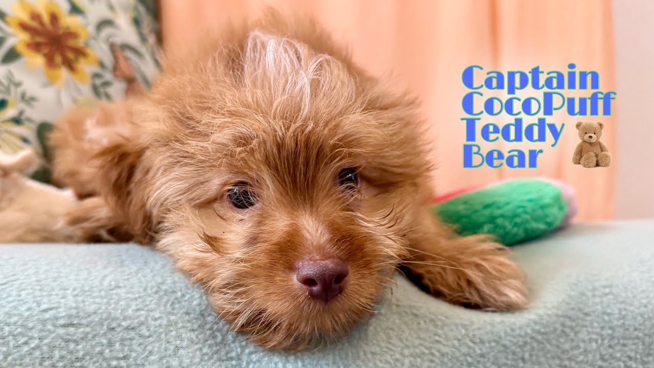 Set sail with Captain CocoPuff Teddy Bear at the helm and you’ll be on ...