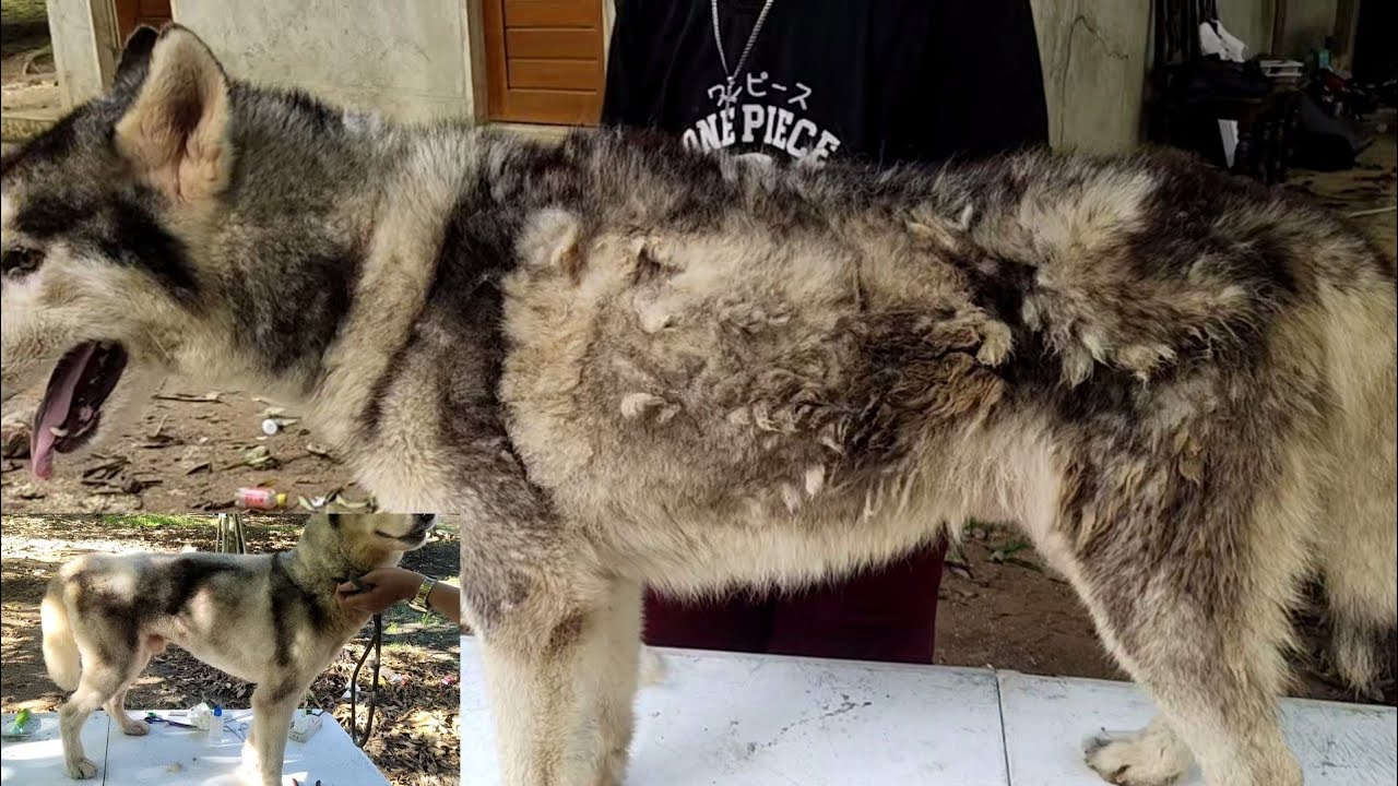 Before and After Matted Siberian Husky - YouTube