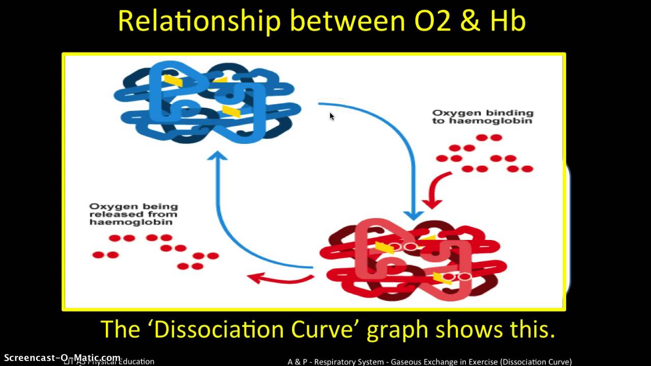 A&P Respiratory System (5) - Gaseous Exchange in Exercise (Dissociation ...
