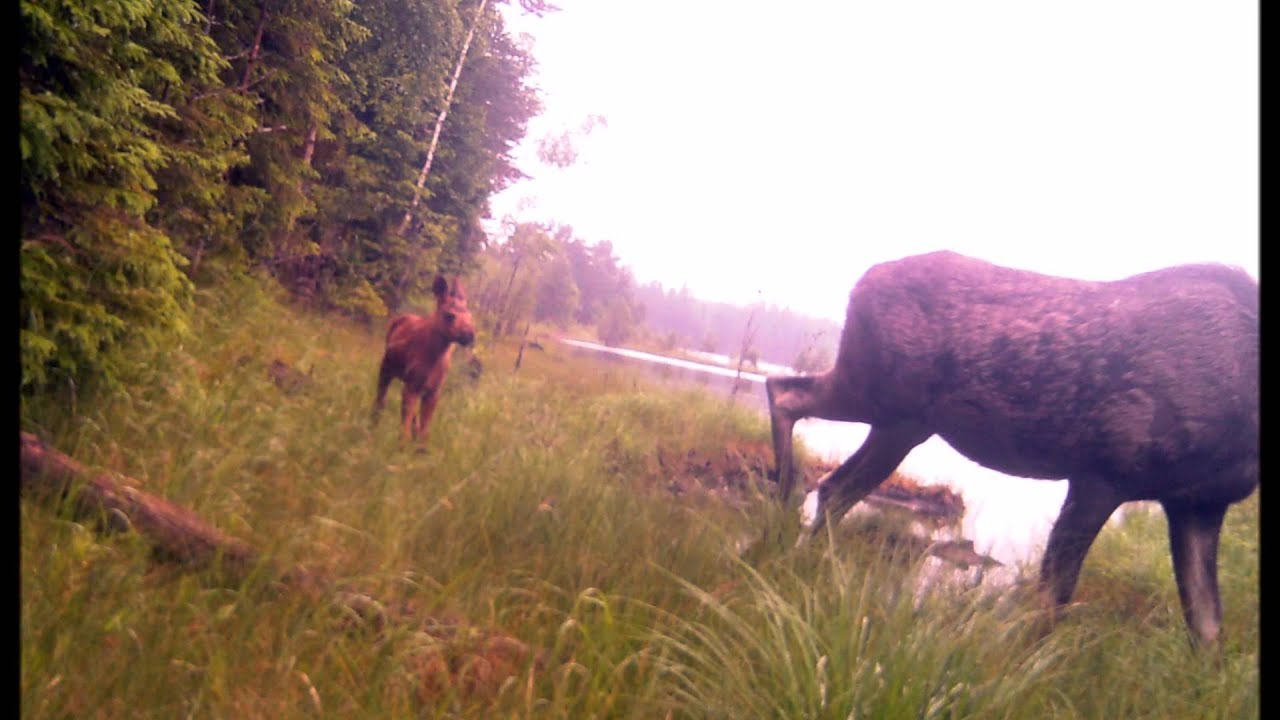 Beaver and moose in Värmland (Sweden) - YouTube