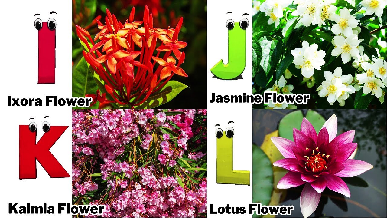 Alphabet with Flowers | A to Z Learning Video for Preschool Kids | Koko Study Class - YouTube