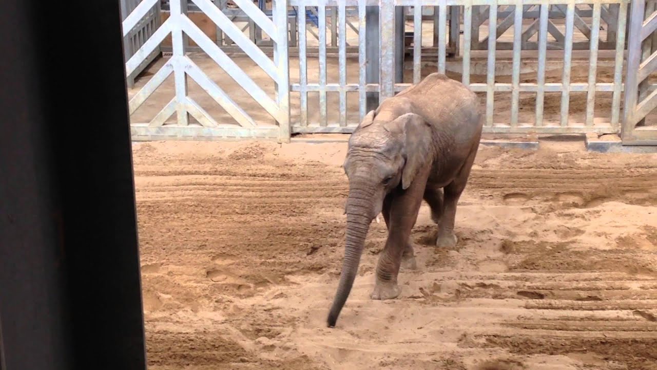 Elephants at Noah's Ark Zoo Farm♥️ | Elephant Eden 2015 - YouTube