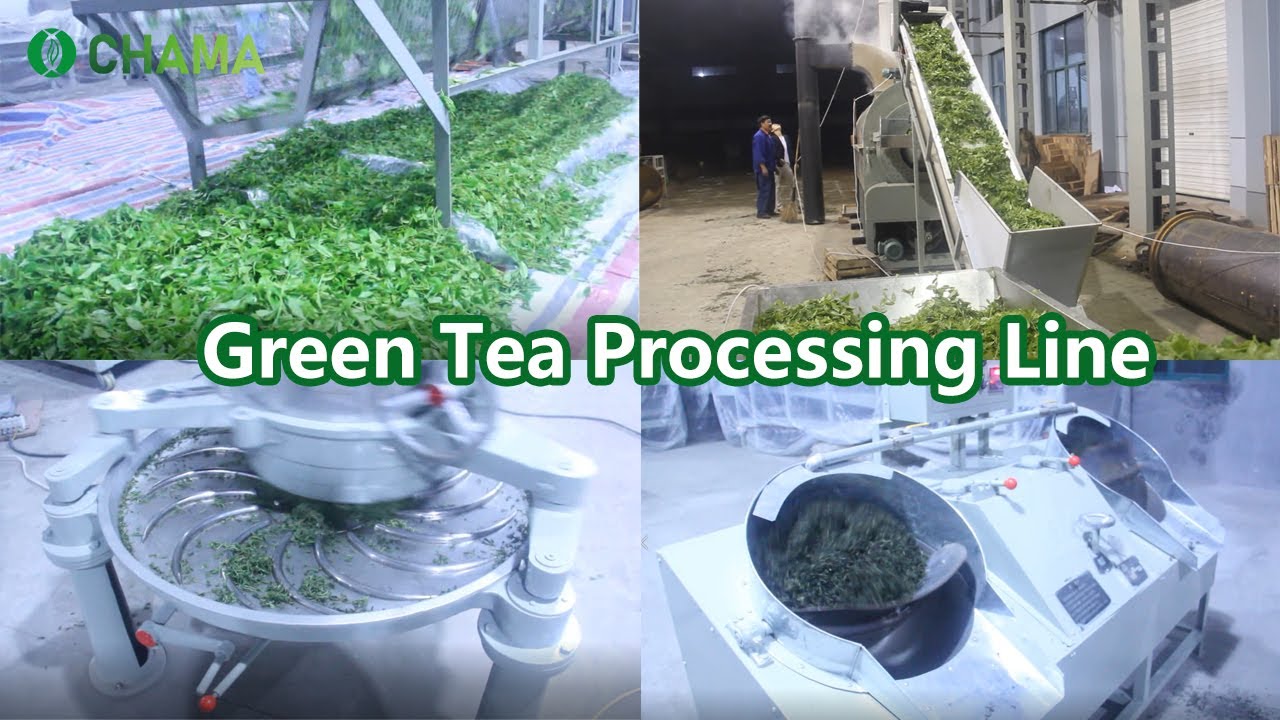 Green tea processing line, tea steamer, tea fixation machine, tea ...