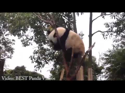 Giant Panda Ad 3: Panda location and species status