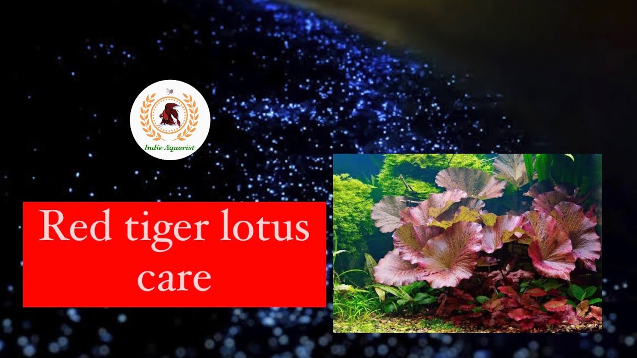 The easiest red plant for low-tech aquarium || Red Tiger Lotus || (Non ...