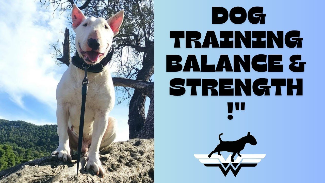Dog Training: Boost Your Dog's Balance, Strength, and Confidence with ...