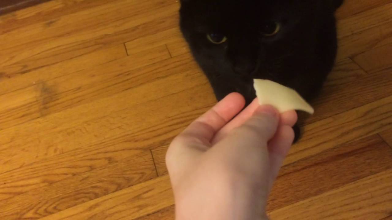 Cats like provolone cheese (kinda) - YouTube