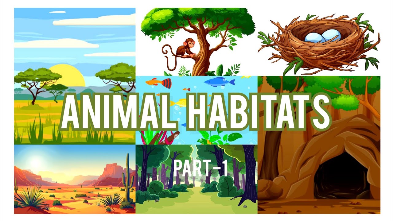 ANIMAL HABITATS Part-1 | Preschool learning | Educational video #evs # ...