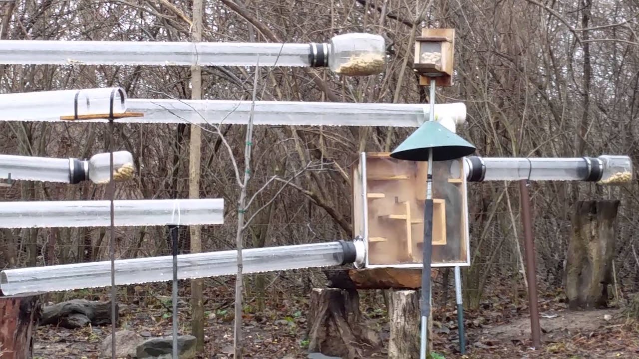 Squirrel Tube Maze - YouTube