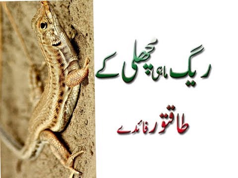 Regh Mahi,(Sand Lizard),Ke Faede Khane Aur Tilla Ke Liy,By Herbal ...