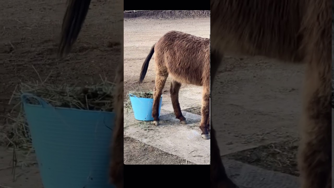 Rescued burro poops into bucket - YouTube