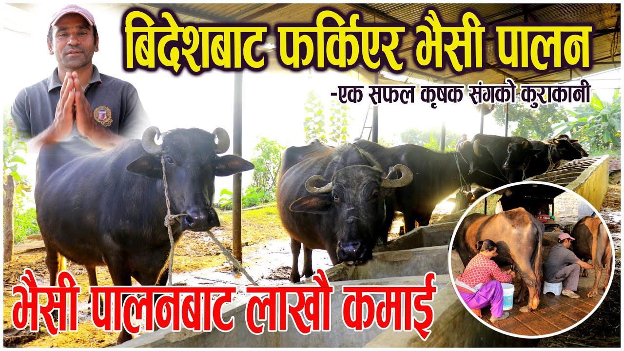 भैसी पालन कसरी गर्ने | भैसी पालनबाट लाखौ आम्दानी | Bhaisi Palan Nepal ...