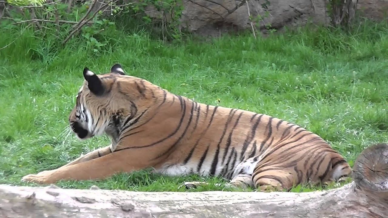 Tygr indický - ZOO Praha - YouTube