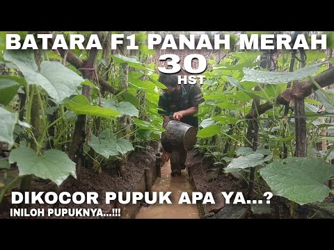 PUPUK ORGANIK CAIR SUPER DAHSYAT JARANG DIGUNAKAN PETANI || PUPUK KOCOR ...