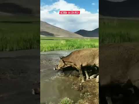 Yorma Beni Dünya - Emin Şenel