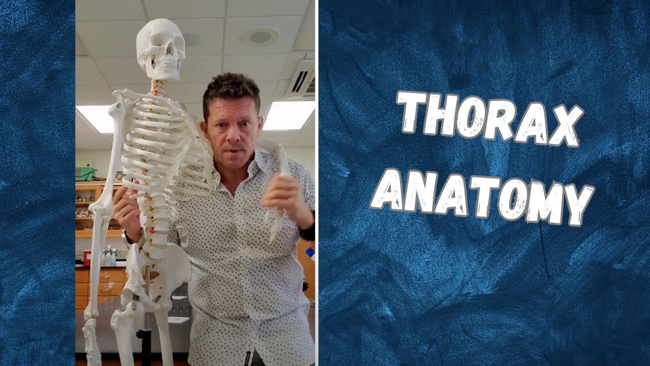 Exploring the Thoracic Cage: Anatomy and Function. - YouTube