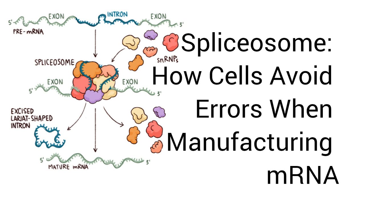 The spliceosome: An atomic-level look into how cells avoid errors when ...