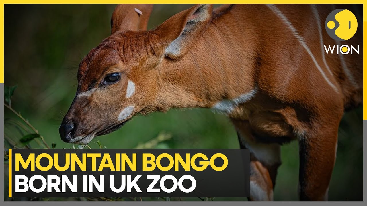 Mountain Bongo born in UK Zoo after 15 years | World DNA | World News ...