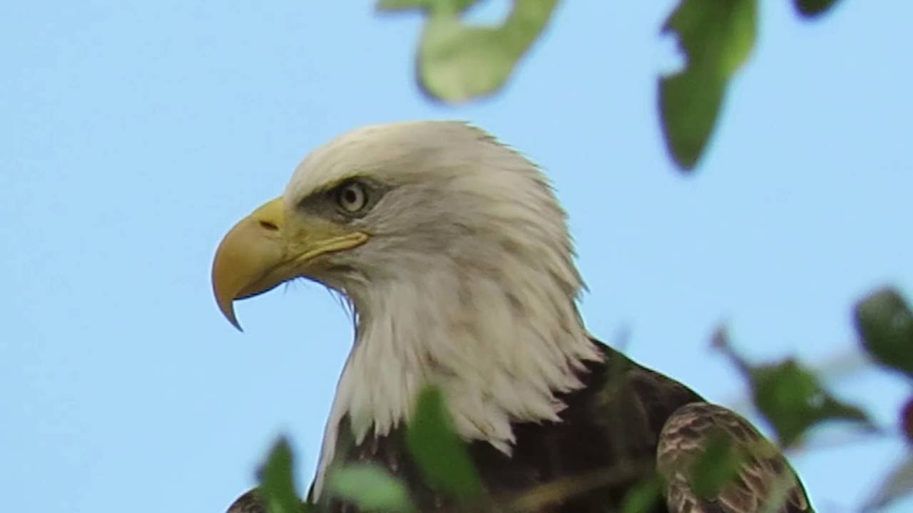 To See a BALD EAGLE THIS CLOSE is PURE JOY! Sea Pines Plantation Hilton ...