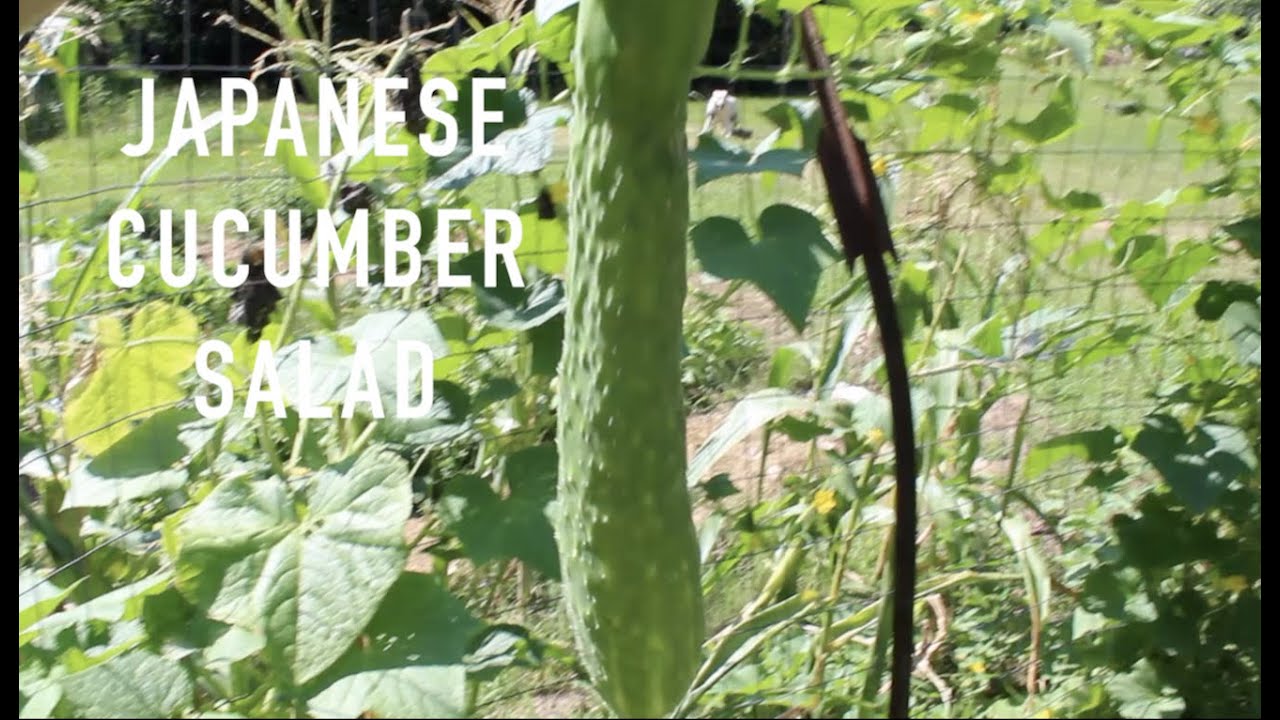 Garden to table: Cucumber Salad | Japanese long cucumber - YouTube