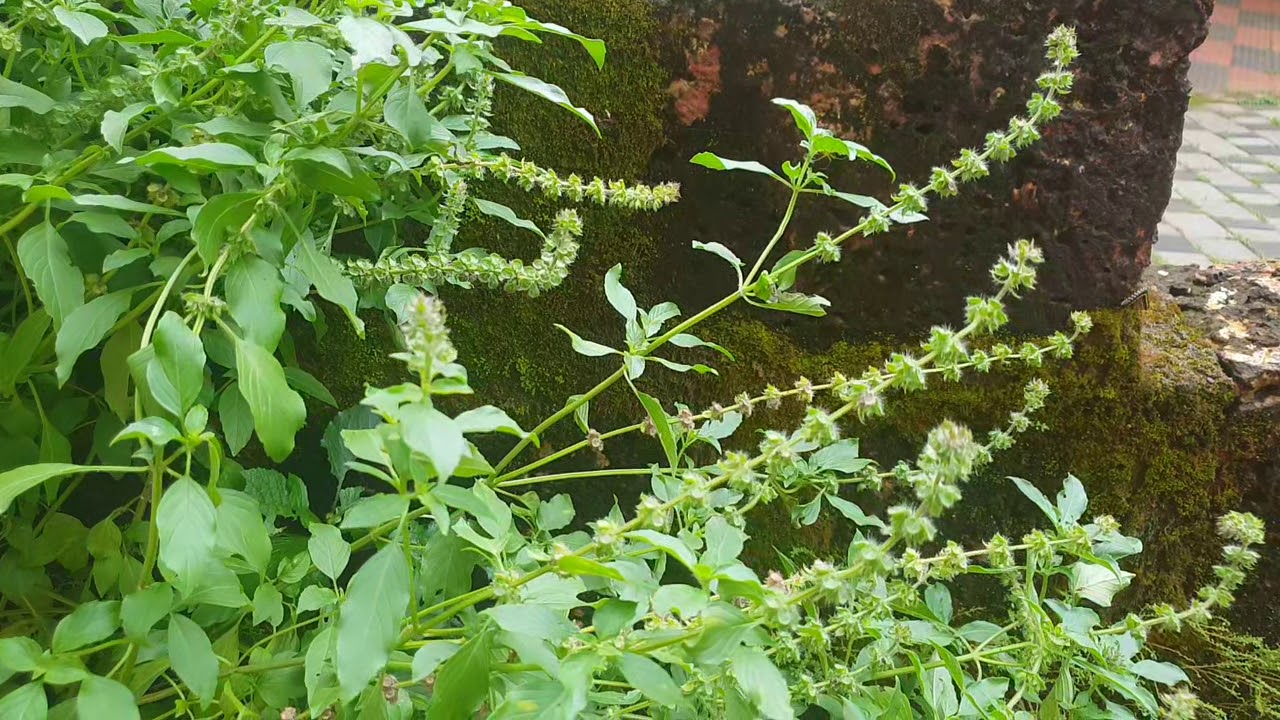 KASKUS BLACK (rama tulsi} a natural ingredient for cool juices - YouTube