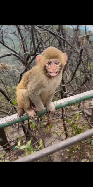 cute baby monkey is scared on branch of tree ️ ️#viralvideo #monkey # ...