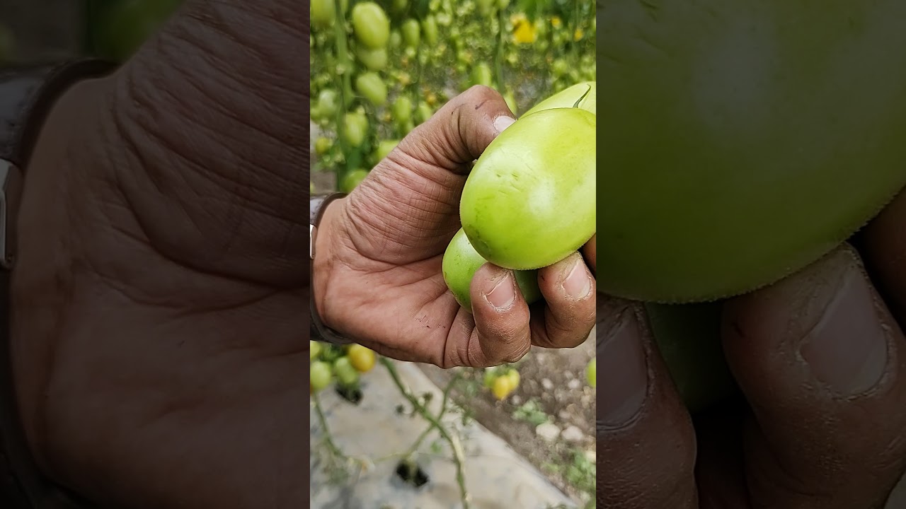 Barcelo F1 Tomate - YouTube